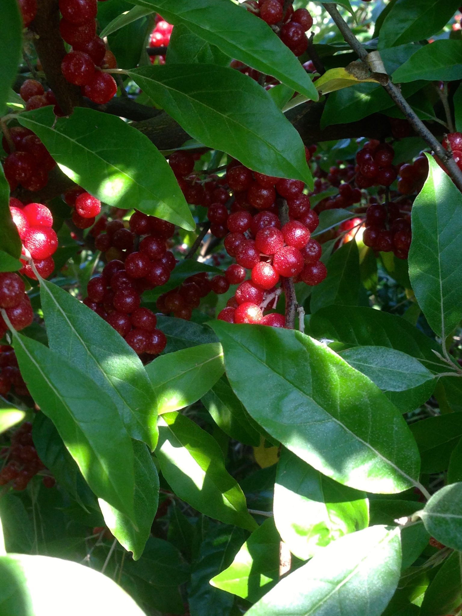 Voedselbosbouw - Samen Sneller Duurzaam