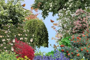 Tuiny forest - Samen Sneller Duurzaam